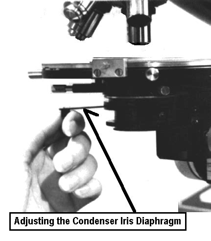 Microscope Labeled Parts Iris Diaphragm Exe Iris Diaphragms Limit The Amount Of Light