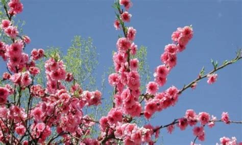 Sot Festohet Dita E Verës Gazeta Express