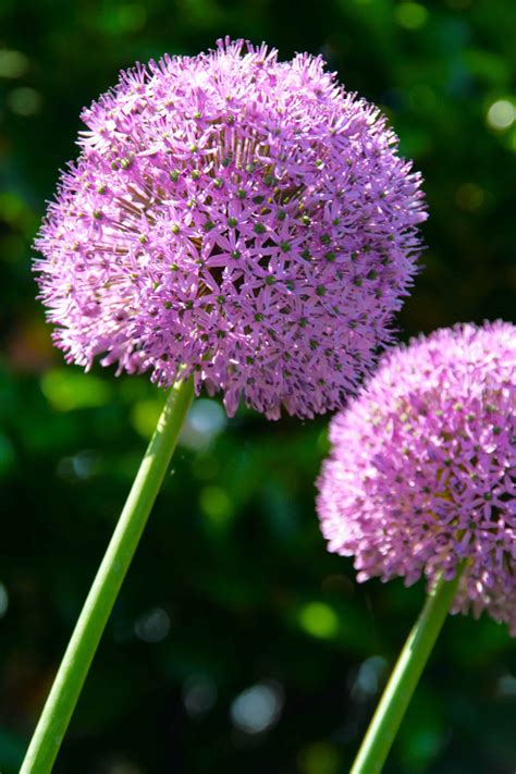 Allium Giganteum Kébol