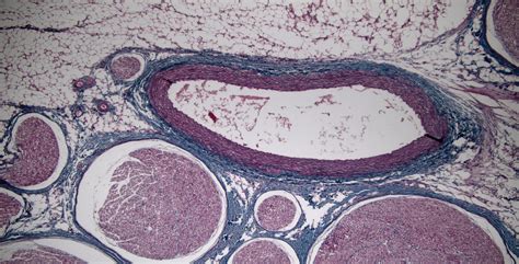 Tissue Biology Microscopic Image