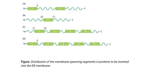 Figure Distribution Of The Membrane Spanning Segments In Proteins To