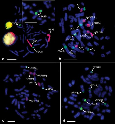 Multiple Sex Chromosome Systems In Howler Monkeys Platyrrhini Alouatta PMC