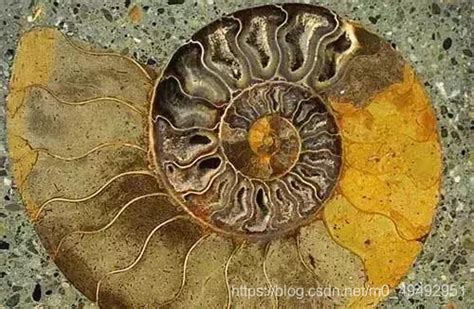 Python还能这么玩？turtle一个上帝的指纹！（斐波那契螺旋线）如何用函数画出上帝指纹 Csdn博客