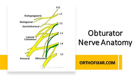 Obturator Nerve Anatomy Orthopedic Learning