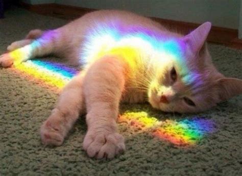 Ten Beautiful Rainbow Cats Photography Rainbow Cat Profile Cat In