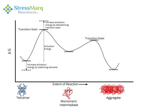 Transthyretin Ttr In Amyloid Diseases Stressmarq