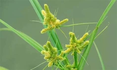 莎草科杂草 阔叶杂草 阔叶杂草图片大全 大山谷图库