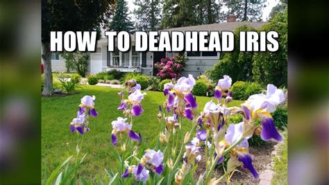 How To Deadhead Iris Youtube