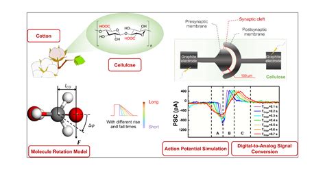Efficient Synaptic Emulation And Ultralow Power Digital Analog Conversion In Cellulose Based