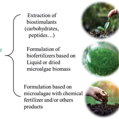 Microalgae Uses In Agriculture Download Scientific Diagram