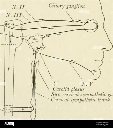 Function Of The Superior Colliculus Captions Prince