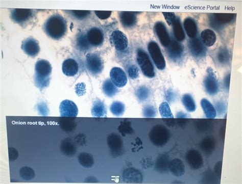 Part 1 Calculating Time Spent In Each Cell Cycle