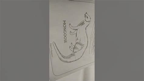 Mongoose Drawing Easy Youtube