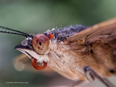 Sensor Resolution Small Sensor Photography By Thomas Stirr