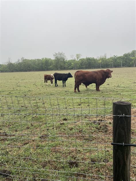 Big Red Album On Imgur