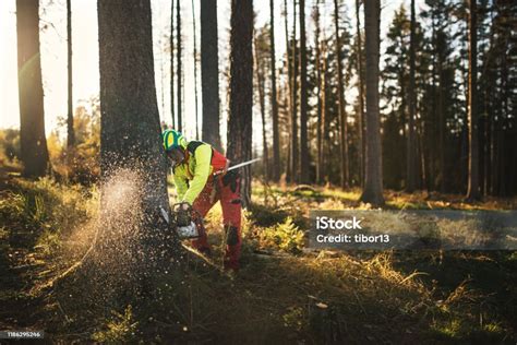 전기 톱으로 나무를 절단 로거 남자 좋은 화창한 날 동안 전기 톱으로 작업 목재 잭 나무와 자연 직장에서 사람들 사슬톱에 대한 스톡 사진 및 기타 이미지 Istock