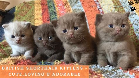 British Shorthair Kitten