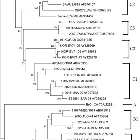 phylogenetic analysis of the ev a71 vaccine candidate strains vp1