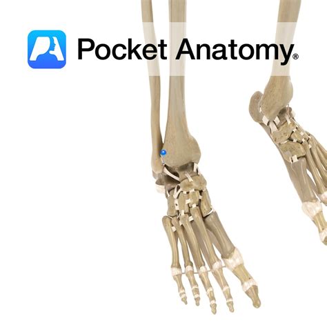 Anterior Tibiofibular Ligament Pocket Anatomy