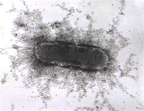 00250687 Peir Digital Library