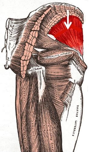 A P 1 Skeletal Muscle Practical Flashcards Quizlet