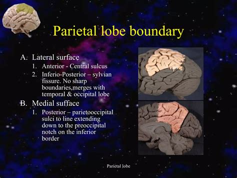 Parietal Lobe Ppt