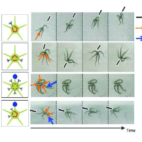 Results Of The Behavioral Experiments A Experiment 1 B Download Scientific Diagram