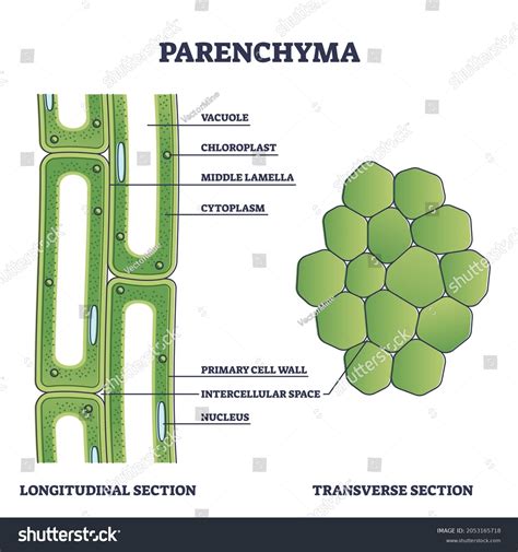 Parenchymal Tissue