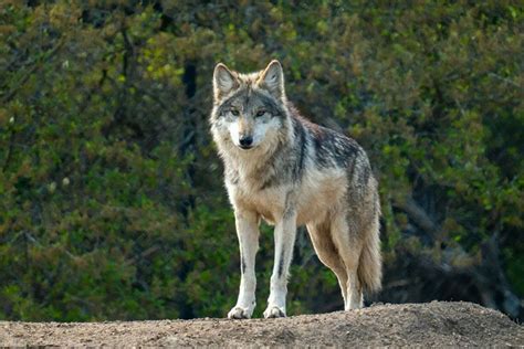 数据集：打架摔倒识别数据集（yolo格式） 中猿创新 7zcode