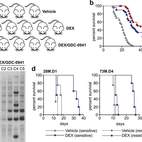 Plasma Cell Morphology In Bone Marrow Smears After Treatment