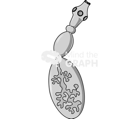 Free Echinococcus Granulosus Adult Icons Symbols Pictures And Images Mind The Graph