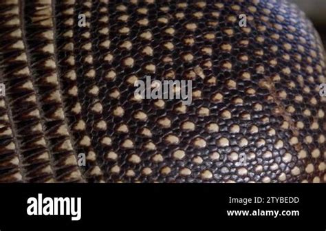 Museum Object Stock Videos And Footage Hd And 4k Video Clips Alamy