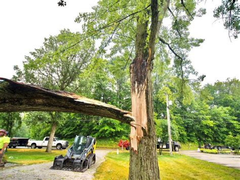 OnSite Tree Services Tree Removal Trimming In Fort Wayne