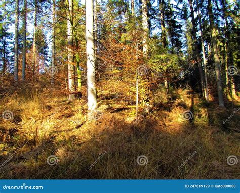 Mixed Conifer And Broadleaf Forest Stock Image Image Of Covered Grass 247819129