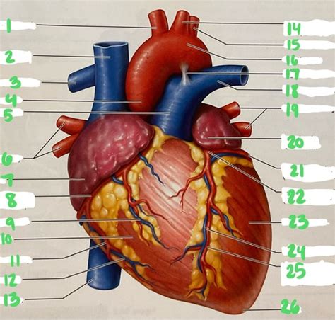Biol 222l Exam 4 Heart Veins Arteries Flashcards Quizlet