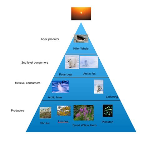 Tundra Food Pyramid