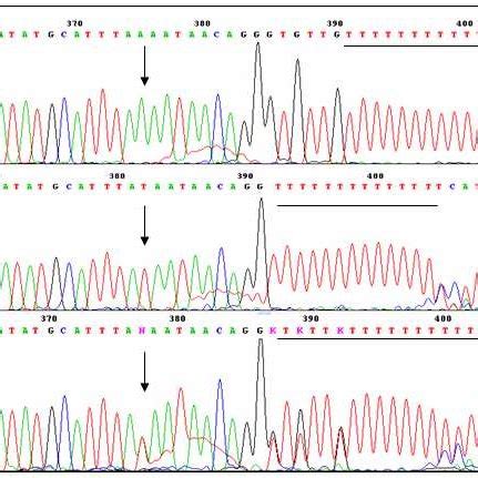 The MSTN Gene Structure And The Strategy Of Amplification Nucleotide Download Scientific