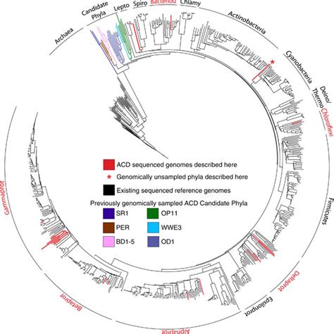 Maximum Likelihood Phylogenetic Tree Generated From Concatenation Of 16