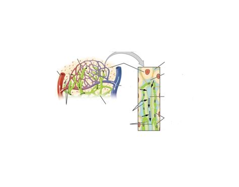Lymph Capillaries In The Tissue Spaces Quiz