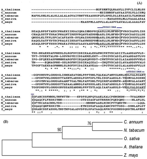 Multiple Sequence Alignment And Phylogenetic Analysis Of Consensus