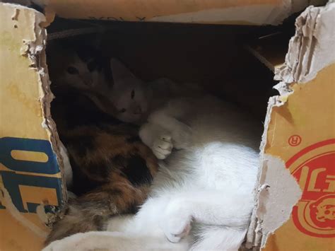 세븐스타 달콤한 과일이야기 세븐스타달콤한과일이야기 길고양이 귀엽다 귀엽다 밥만 주다 엄마