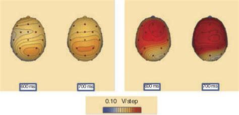 Topographical Maps Showing Scalp Distributions Of Erp Differences