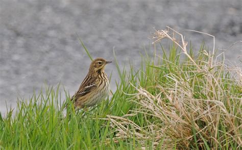 Bill S Birding Loads Of Tree Pipits