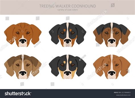 Treeing Walker Coonhound Clipart Different Poses Stock Vector Royalty Free 2177844853
