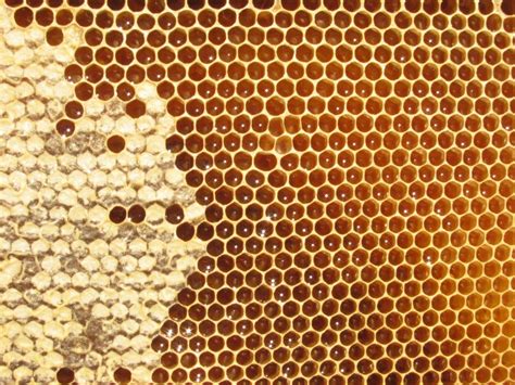 Perché I Favi Delle Api Sono Fatti Di Celle Esagonali