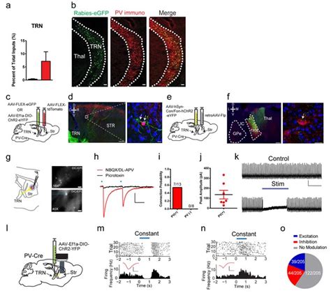 Figures And Data In Differential Inputs To Striatal Cholinergic And
