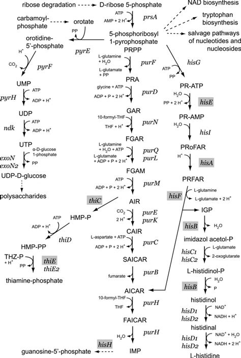 5 Phosphoribosyl 1 Pyrophosphate Prpp Metabolic Pathway And The