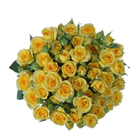 Spray Roses Yellow Babe Inspiraterra