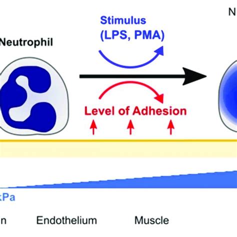 Lps Induced Netosis But Not Pma Induced Netosis Requires Adhesion Download Scientific