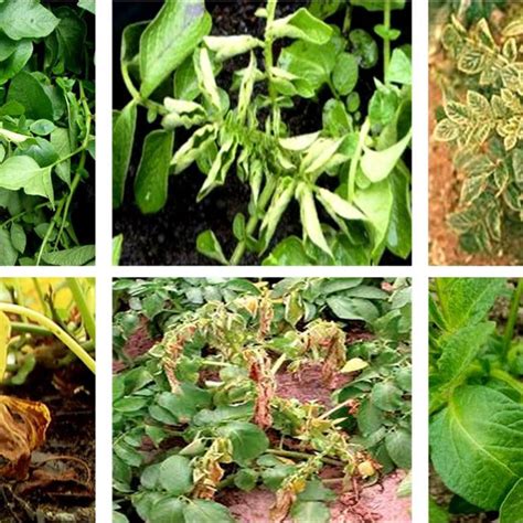 Pdf A Novel Framework For Potato Leaf Disease Detection Using An